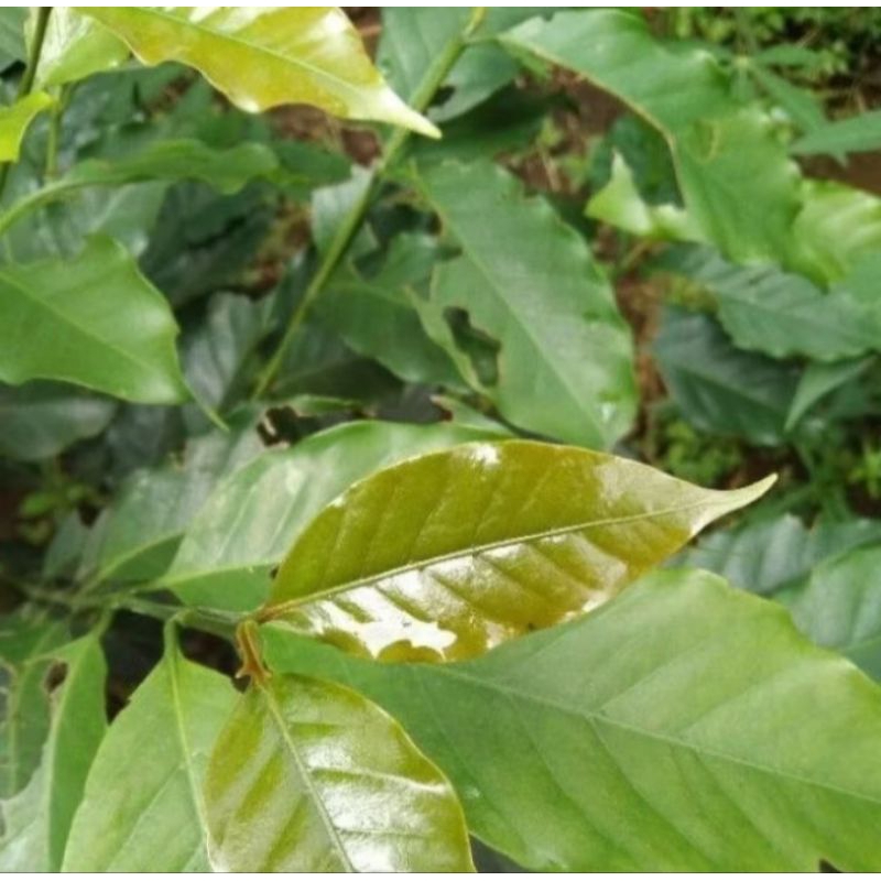 Jual Daun Kopi Segar/lembar | Shopee Indonesia
