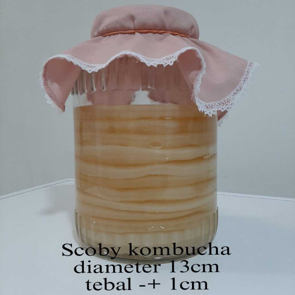 Jual Bibit Scoby Kombucha Organik //ragi kombucha //sehat // tebal ...