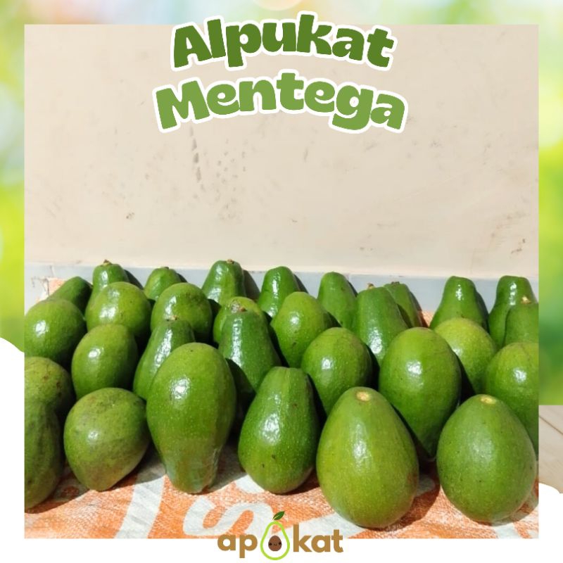 Jual ALPUKAT MENTEGA MURAH SUPER BERGARANSI ISI 4-5 BUAH PER KILO ...