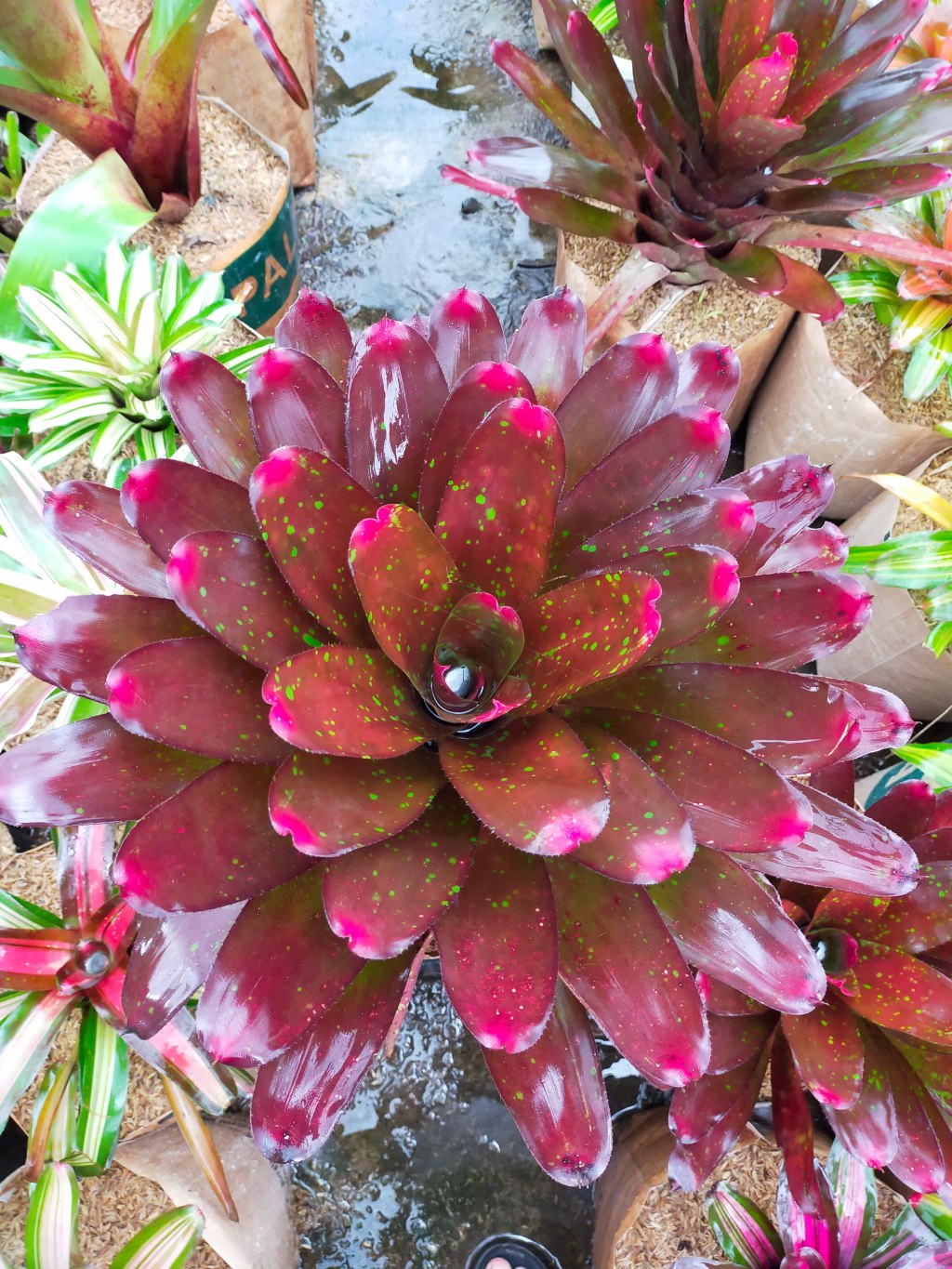 Jual TANAMAN HIAS BROMELIA MAWAR BESAR | Shopee Indonesia