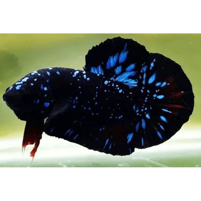 Jual plakat avatar gordon mutasi 80% up | Shopee Indonesia