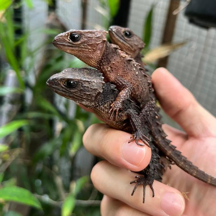 Jual White Eye Crocodile Skink / White Eyed Crocodile Skink / Croc ...