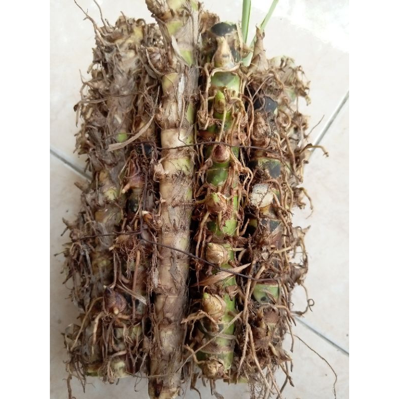 Jual STEK BATANG BIBIT RUMPUT ODOT PAKAN SAPI | Shopee Indonesia