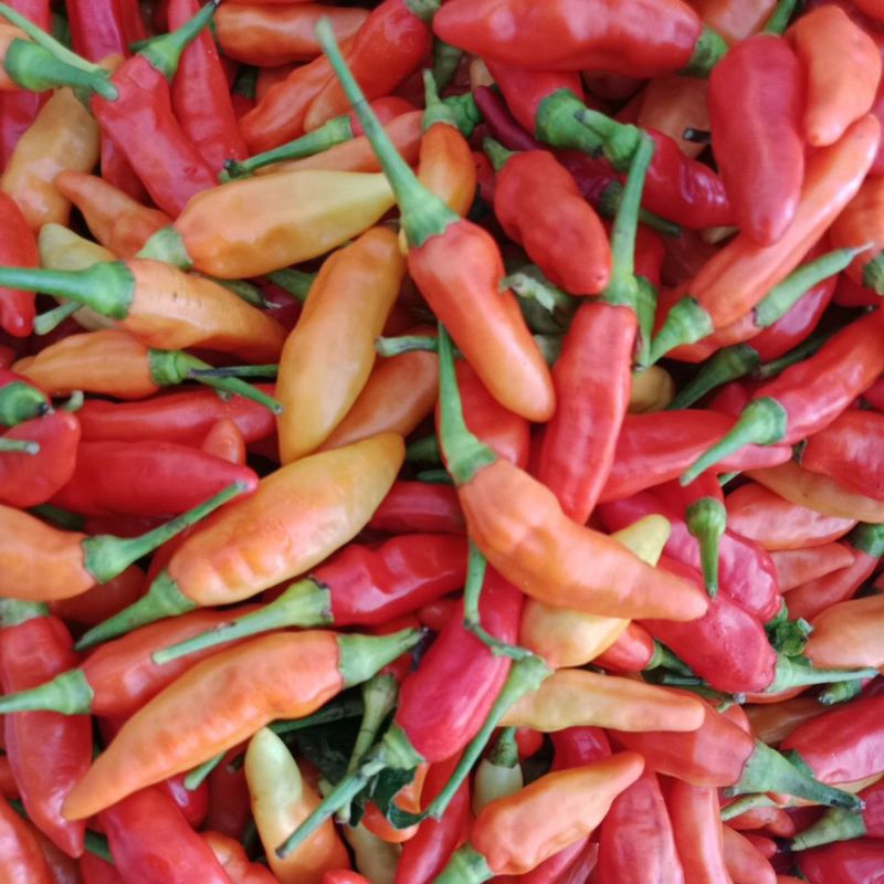 Jual Cabe Rawit Ori Super 250 gr | Shopee Indonesia