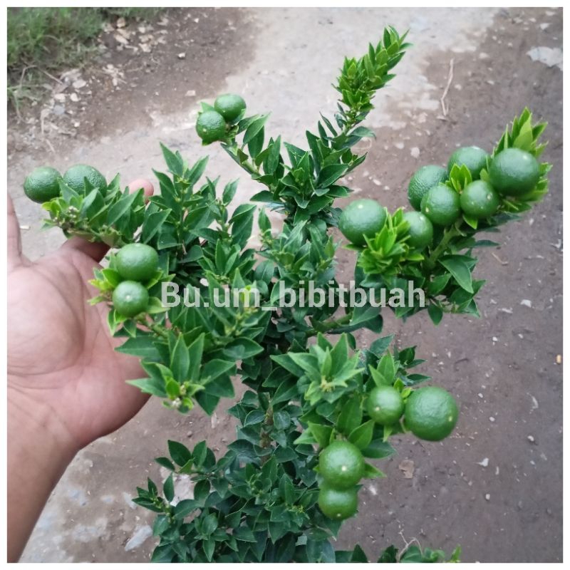 Jual indukan tanaman jeruk brazil impor berbuah | Shopee Indonesia