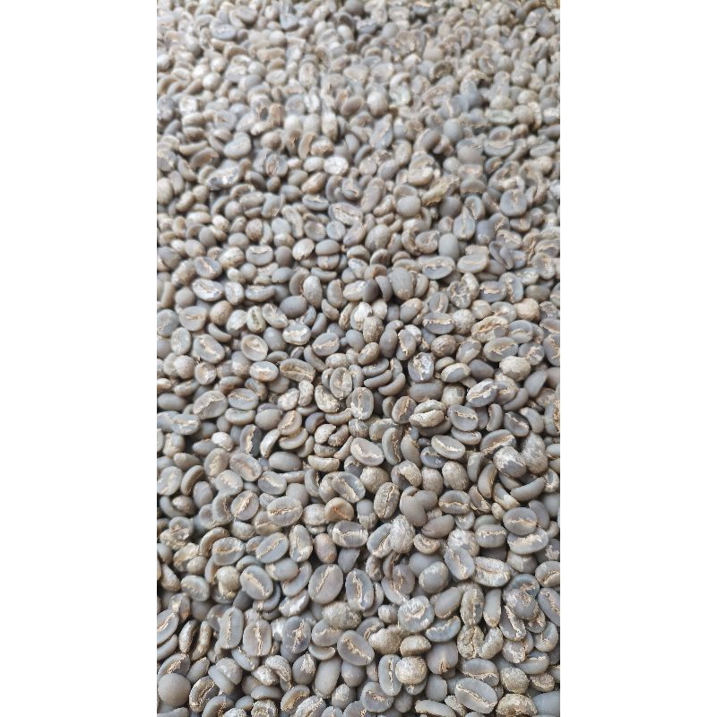 Jual Biji Kopi Arabica Arabika Green Bean Mentah Malabar Honey Anaerob Process Specialty Grade ...