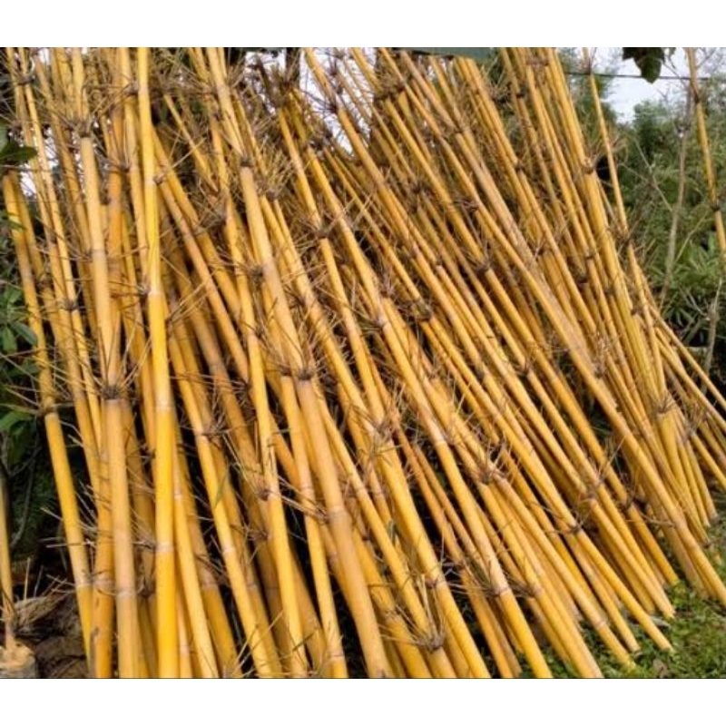 Jual batang ranting bambu kuning bahan joran. panjng 150cm | Shopee ...
