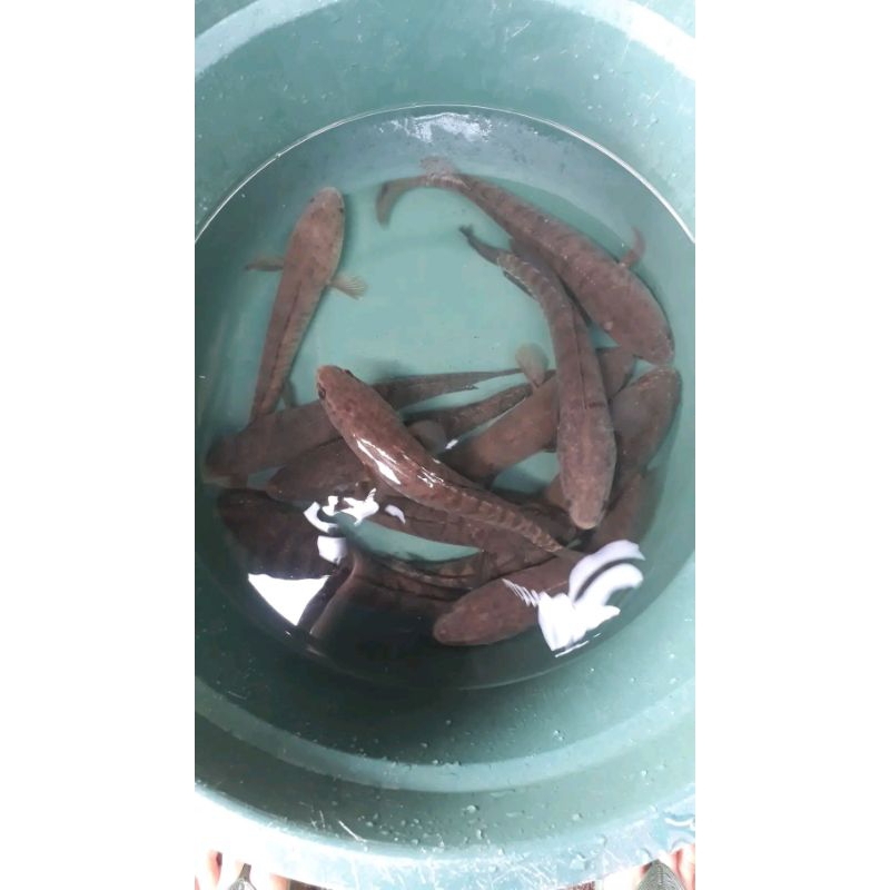 Jual Ikan gabus live Ikan gabus air tawar segar 1kg | Shopee Indonesia