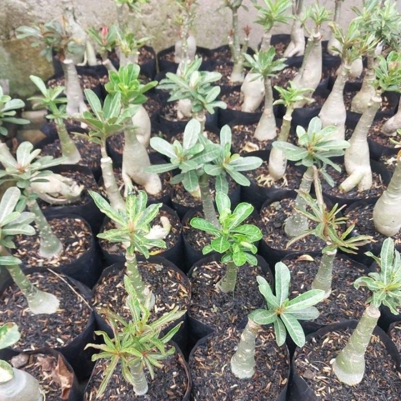 Jual Tanaman Hias Adenium 1 paket 5 pohon 5 warna size A | Shopee Indonesia