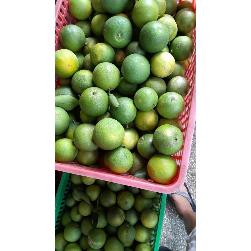 Jual Jeruk Baby Java iris Manis berat 1kg | Shopee Indonesia