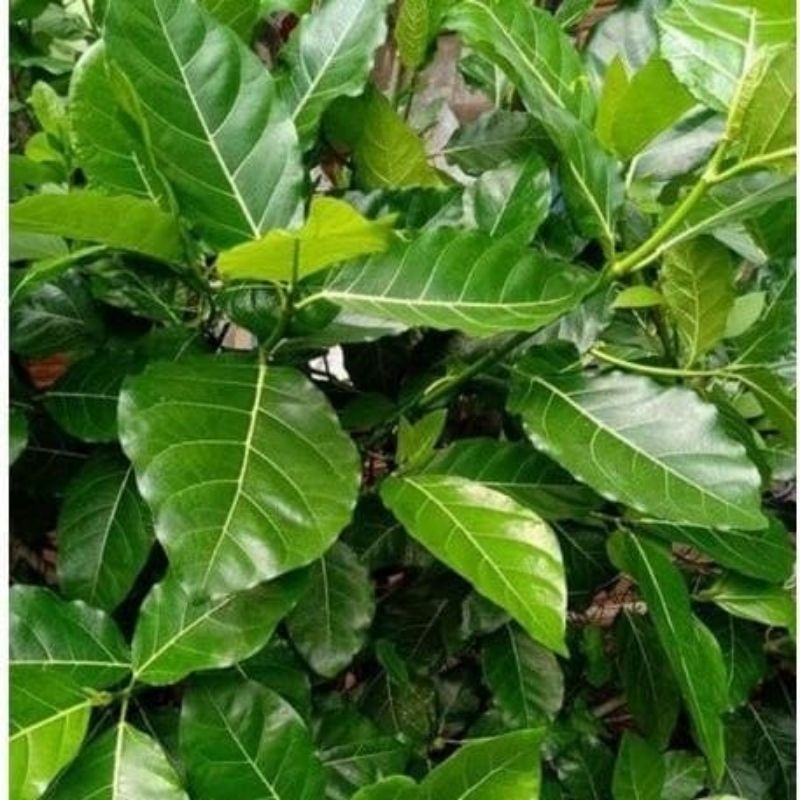 Jual 300 gram daun awar awar segar, daun tanaman awar awar.(Ficus ...