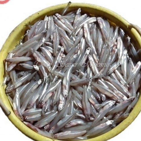 Jual Ikan Teri 1Kg Ikan Teri Segar Ikan Teri Basah Ikan Teri Jengki ...