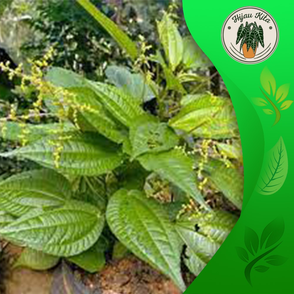 Jual Daun pohpohan fresh lalapan 250gram daun pohpohan segar lalapan ...