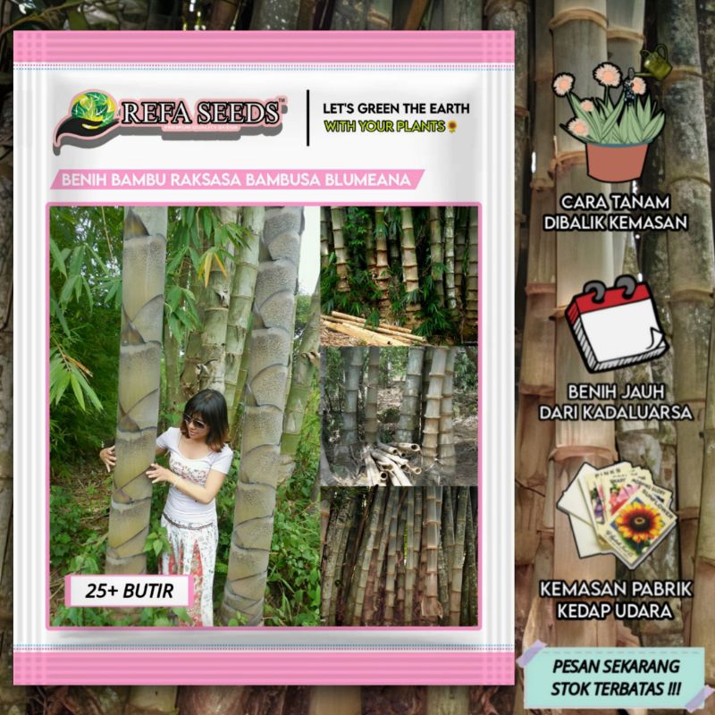 Jual REFA (25 Butir) Benih Pohon Bambu Raksasa Bambusa Blumeana Kemasan ...