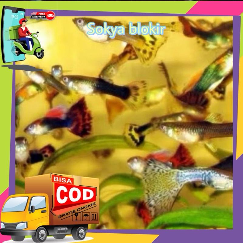 Jual Kebutuhan aquarium Guppy PAKET BETINA snake COBRA 10ekor | Shopee Indonesia