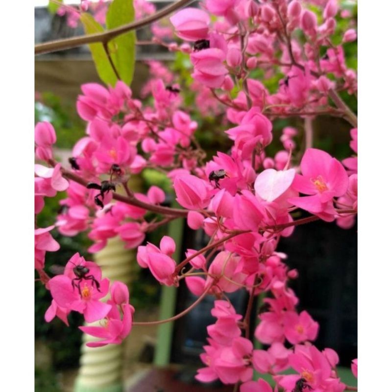 Jual Tanaman hias bunga Air mata pengantin / Bunga amp | Shopee Indonesia