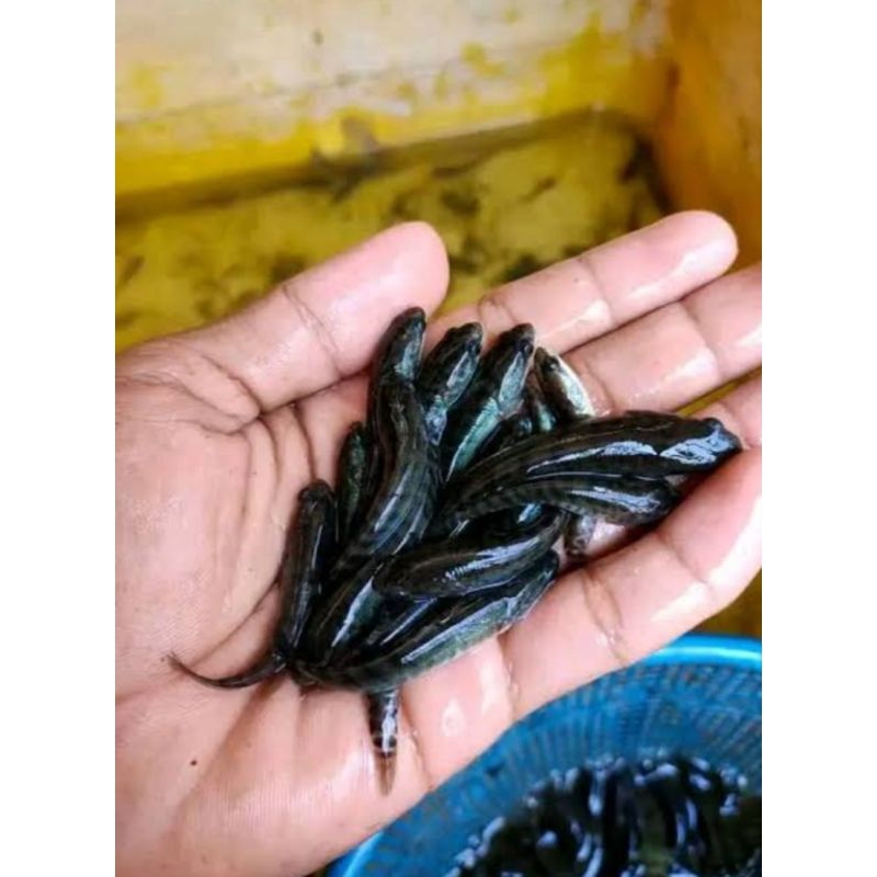 Jual Paket 50ekor Bibit Ikan Konsumsi Gabus Konsumsi - Full Karantina ...