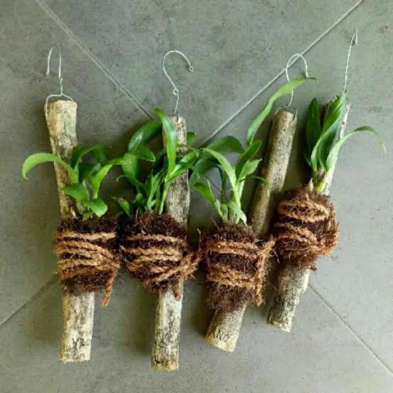 Jual pot anggrek/kayu kopi P 20cm/cantolan anggrek kayu kopi | Shopee ...