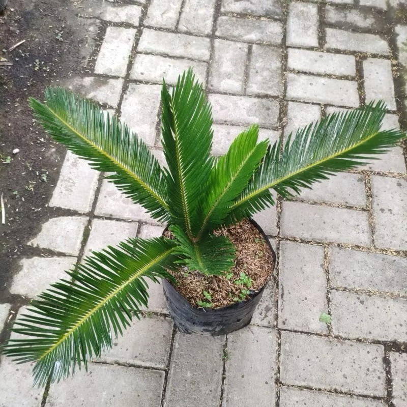 Jual Tanaman bunga sikas / palma jambe | Shopee Indonesia