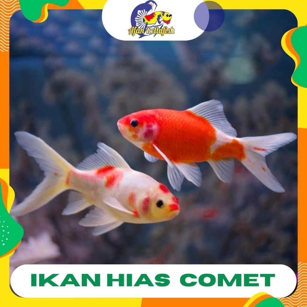 Jual Comet Gold Fish / Ikan Komet | Shopee Indonesia