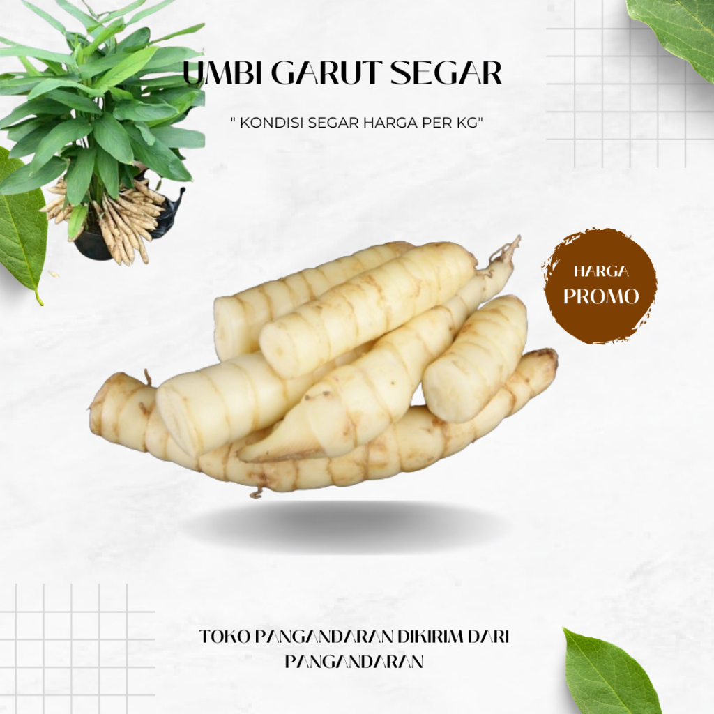 Jual Umbi Garut Segar 1kg | Shopee Indonesia