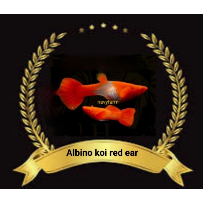 Jual stiker unik guppy albino koi red ear | Shopee Indonesia