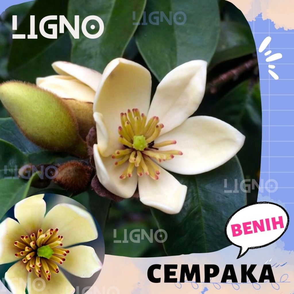 Jual Benih CAMPAKA Biji Bunga Kanthil Putih Magnolia | Shopee Indonesia