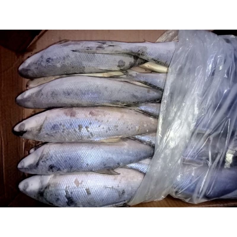 Jual ikan bandeng segar frozen fresh Glozing 1kg | Shopee Indonesia