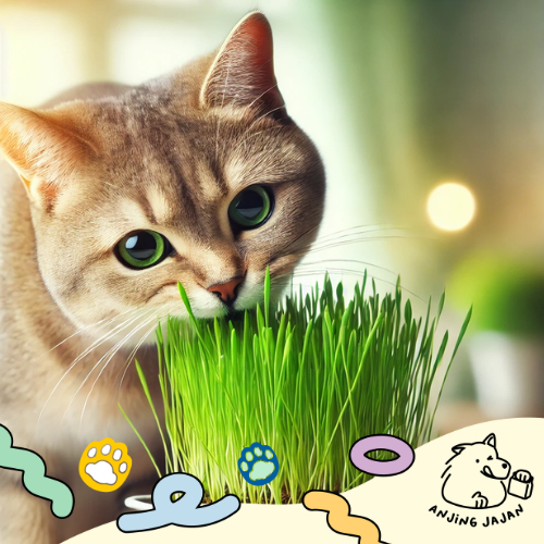 Jual Cat Grass | Rumput Kucing Anjing | Snack Kucing Premium | Snack ...