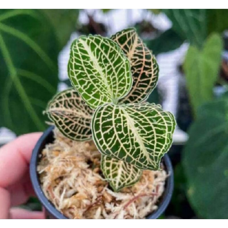 Jual angrek tanah permata atau macodes petola KIAKSARA(kecil) | Shopee ...