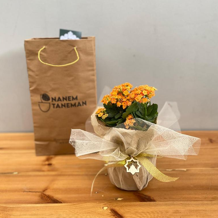 Jual Hampers Tanaman Kalachoe | Shopee Indonesia