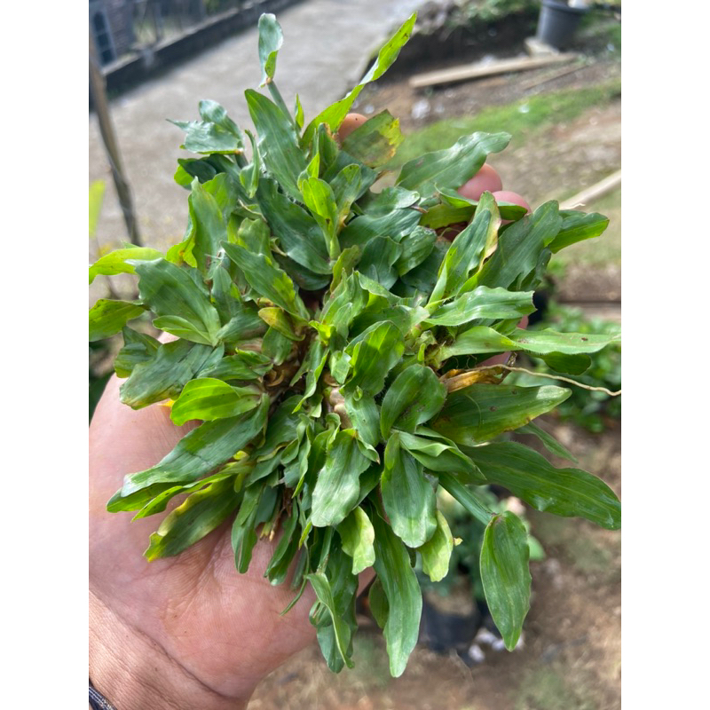 Jual BERKAH TANI MURAH - Paket 100 Sobekan Rumput Gajah Mini ( beli 2 ...