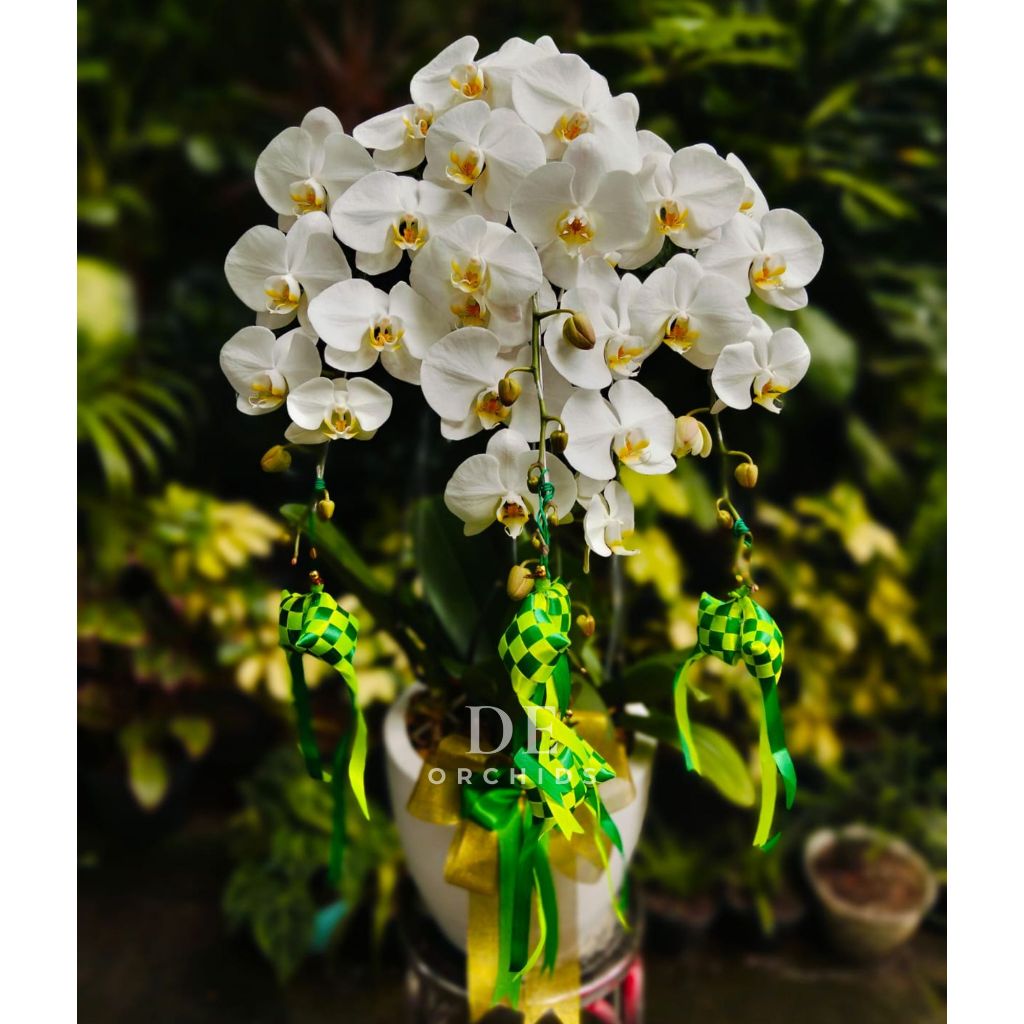Jual Anggrek Bulan Hampers Lebaran rangkaian 4 Pohon | Shopee Indonesia