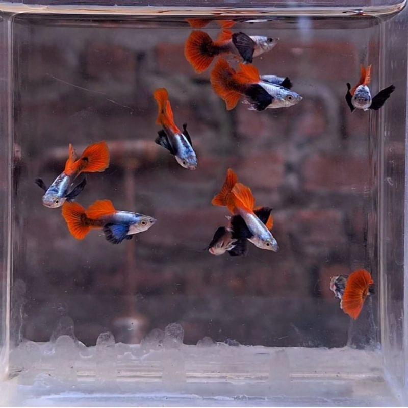 Jual HIASAN AQUARIUM GUPPY PRTDE GUPPY PLATINUM RED TAIL DUMBO EAR 1 PASANG | Shopee Indonesia