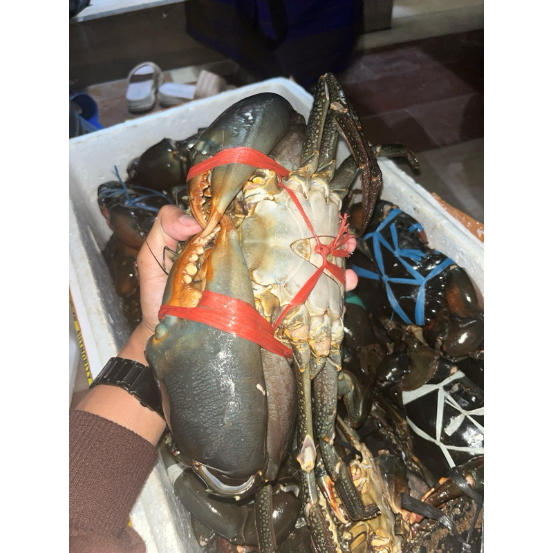 Jual Kepiting Bakau MERAH FROZEN | Shopee Indonesia