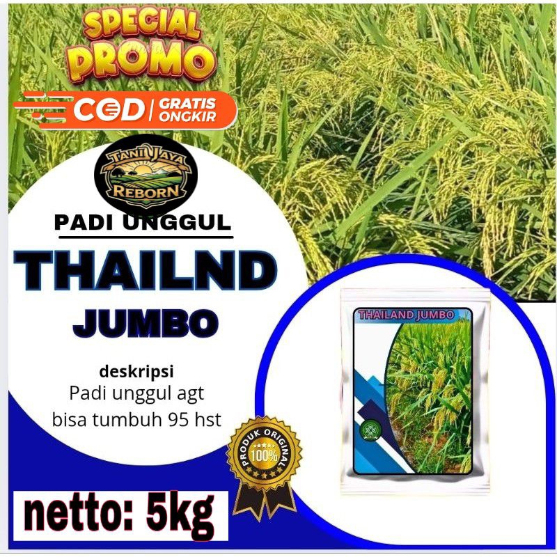 Jual BENIH PADI THAILAND JUMBO KEMASAN 5KG. unggul berkualitas. | Shopee Indonesia