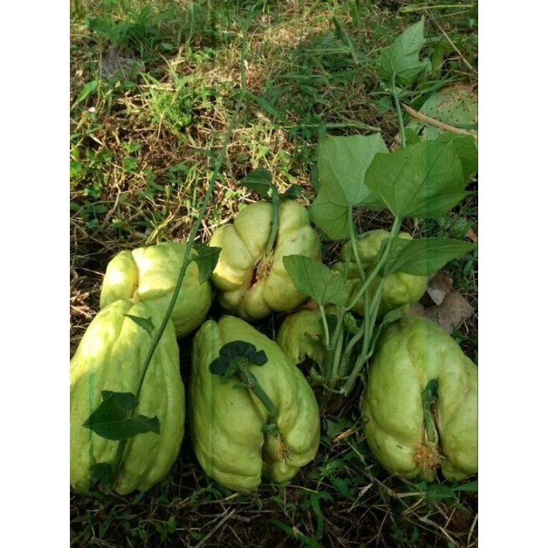 Jual KEBUN RAYA- Bibit Labu Siam Anggur Kualitas Unggul/Jipang Siap ...