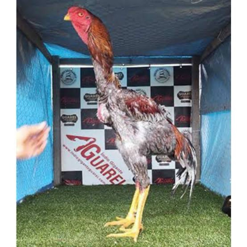 Jual TELUR FERTIL AYAM INDIOGIGANTE F1 UNTUK DI TETASKAN | Shopee Indonesia