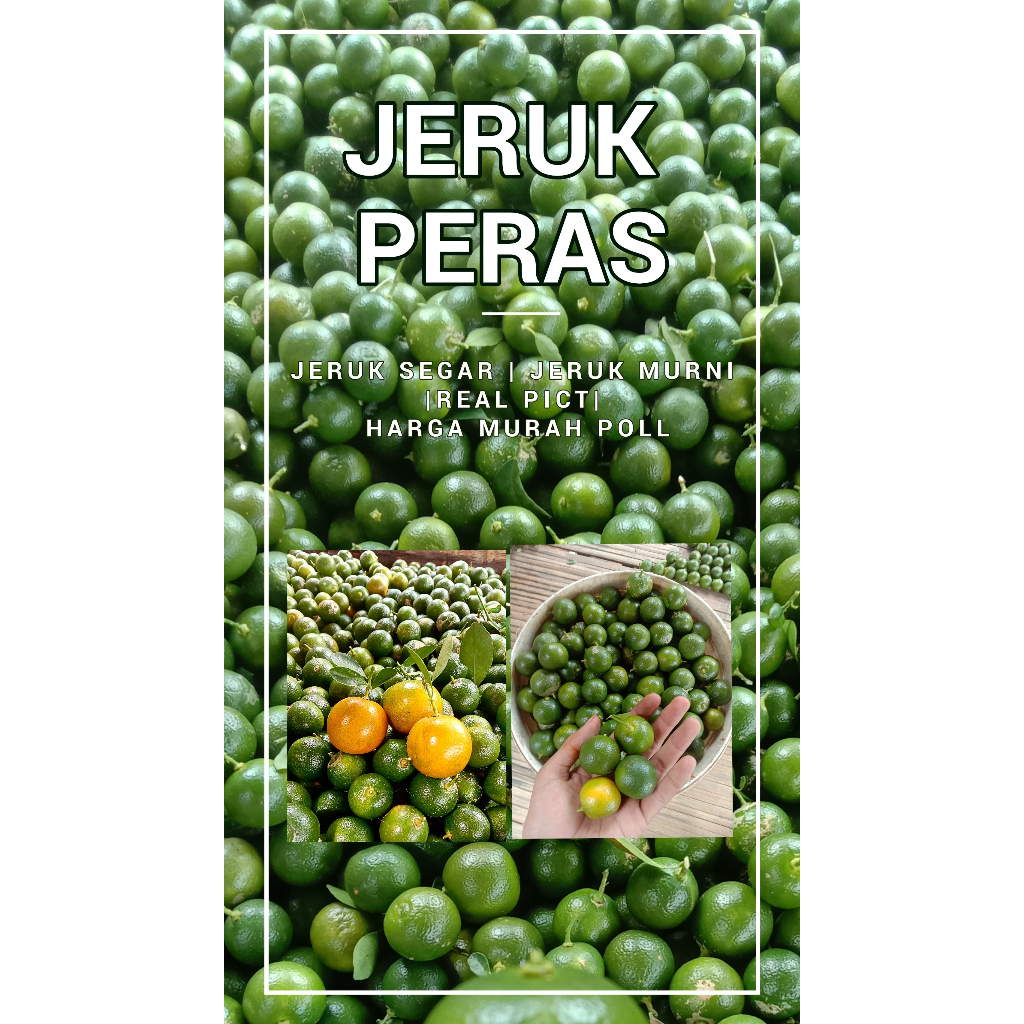 Jual JERUK SONKIT 2KG / JERUK KASTURI / JERUK KUNCI/JERUK PERAS | Shopee Indonesia