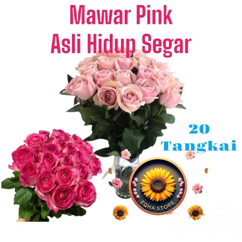 Jual bunga mawar pink 20 batang pink rose bunga potong segar | Shopee ...