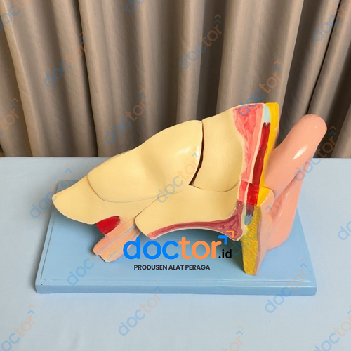 Jual [doctor] Anatomi Telinga Manusia-Manikin/Manekin Torso Model ...