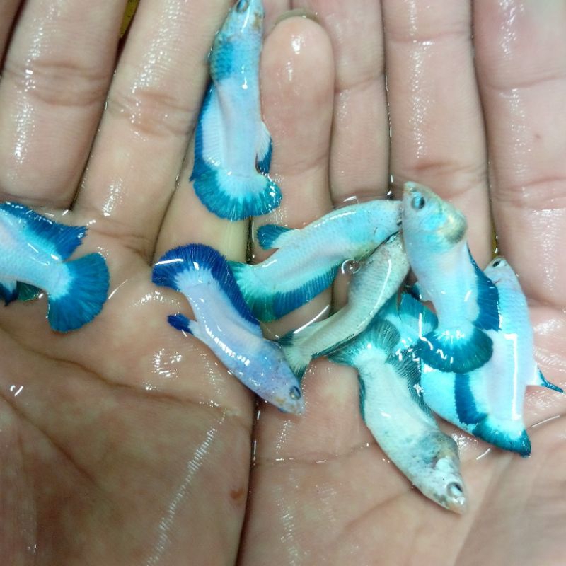 Jual CUP4NG BETINA BLUERIM INDUK | BETINA BLACK SAMURAI | BETINA BLUE ...