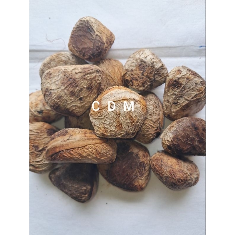 Jual buah picung buah klewek tua 1kg | Shopee Indonesia