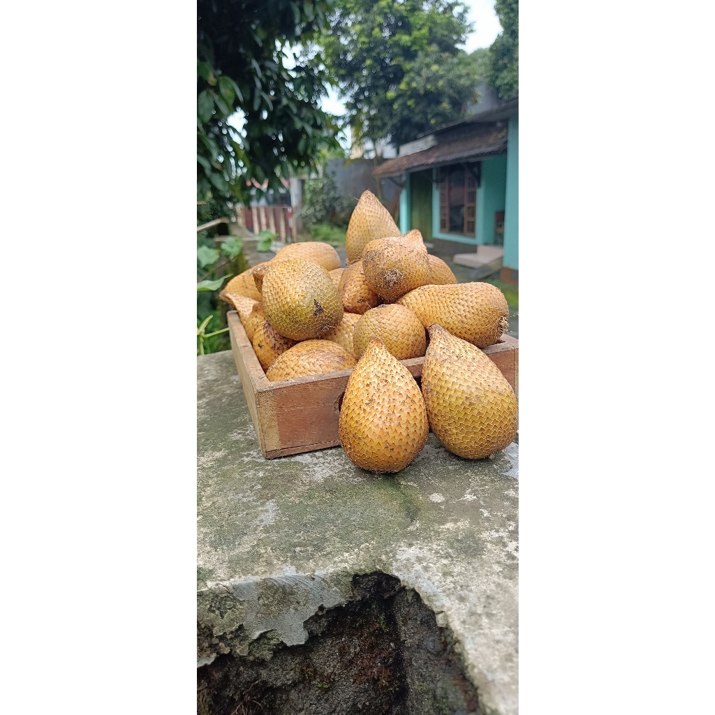 Jual salak gading salak kuning khas sleman 1 kg | Shopee Indonesia