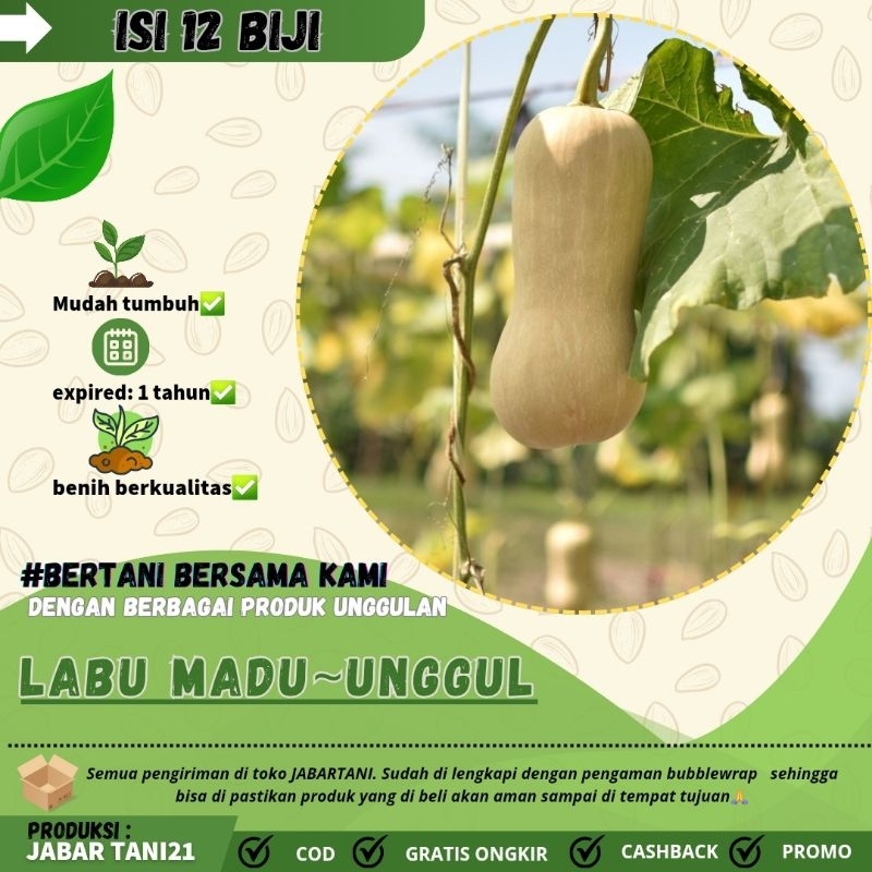 Jual 12 biji > BENIH LABU MADU|LABU UNGGULAN | Shopee Indonesia