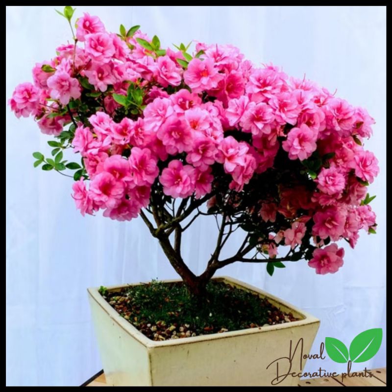 Jual Promo COD!!! Tanaman hias azalea bunga pink -tanaman hias bunga ...