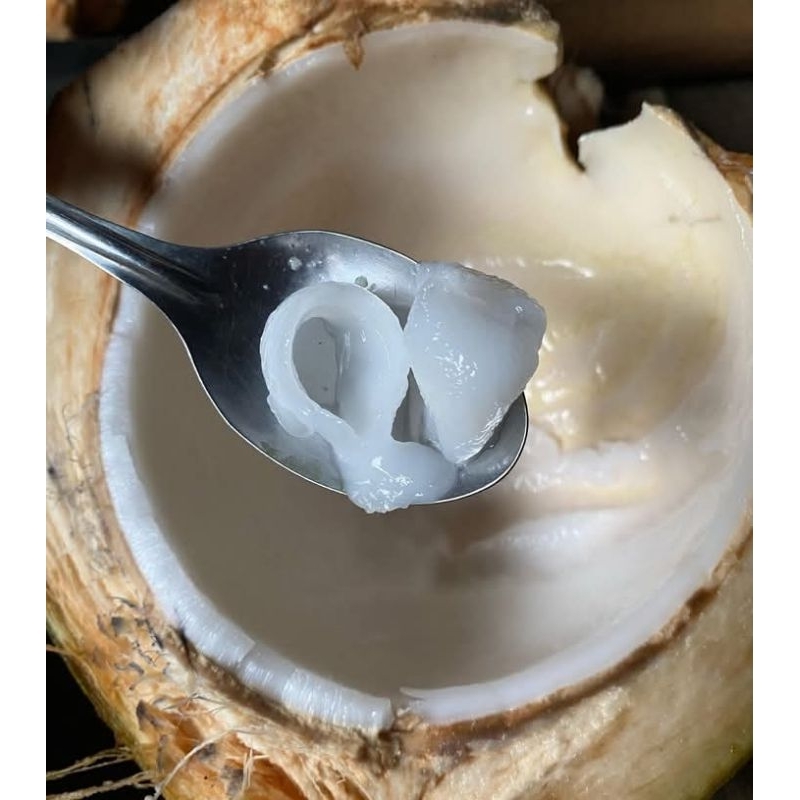 Jual buah kelapa muda utuh / kelapa muda fresh 1,3kg | Shopee Indonesia