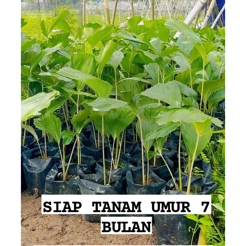 Jual bibit aren genjah berkualitas pilihan/promo 100 pohon bibit ...