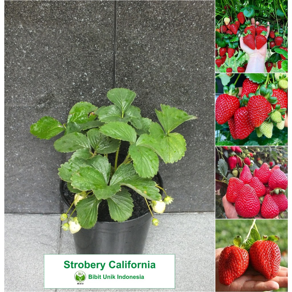 Jual STROBERY JUMBO CALIFORNIA BERBUAH ORIGINAL | Shopee Indonesia