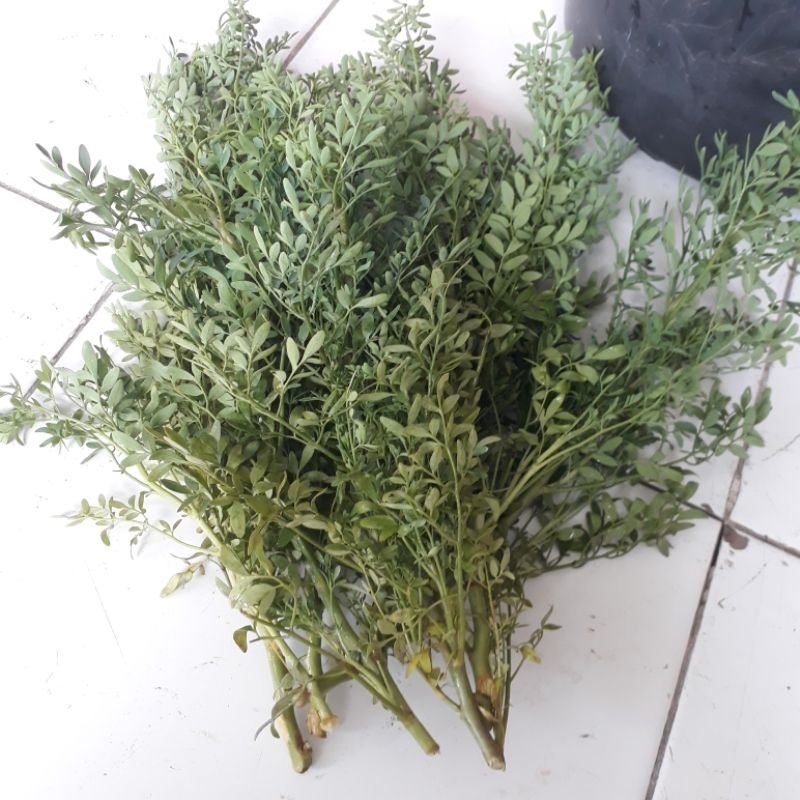 Jual Tanaman Daun Inggu Premium 500 gram / Tanaman Daun Chao Chao ...